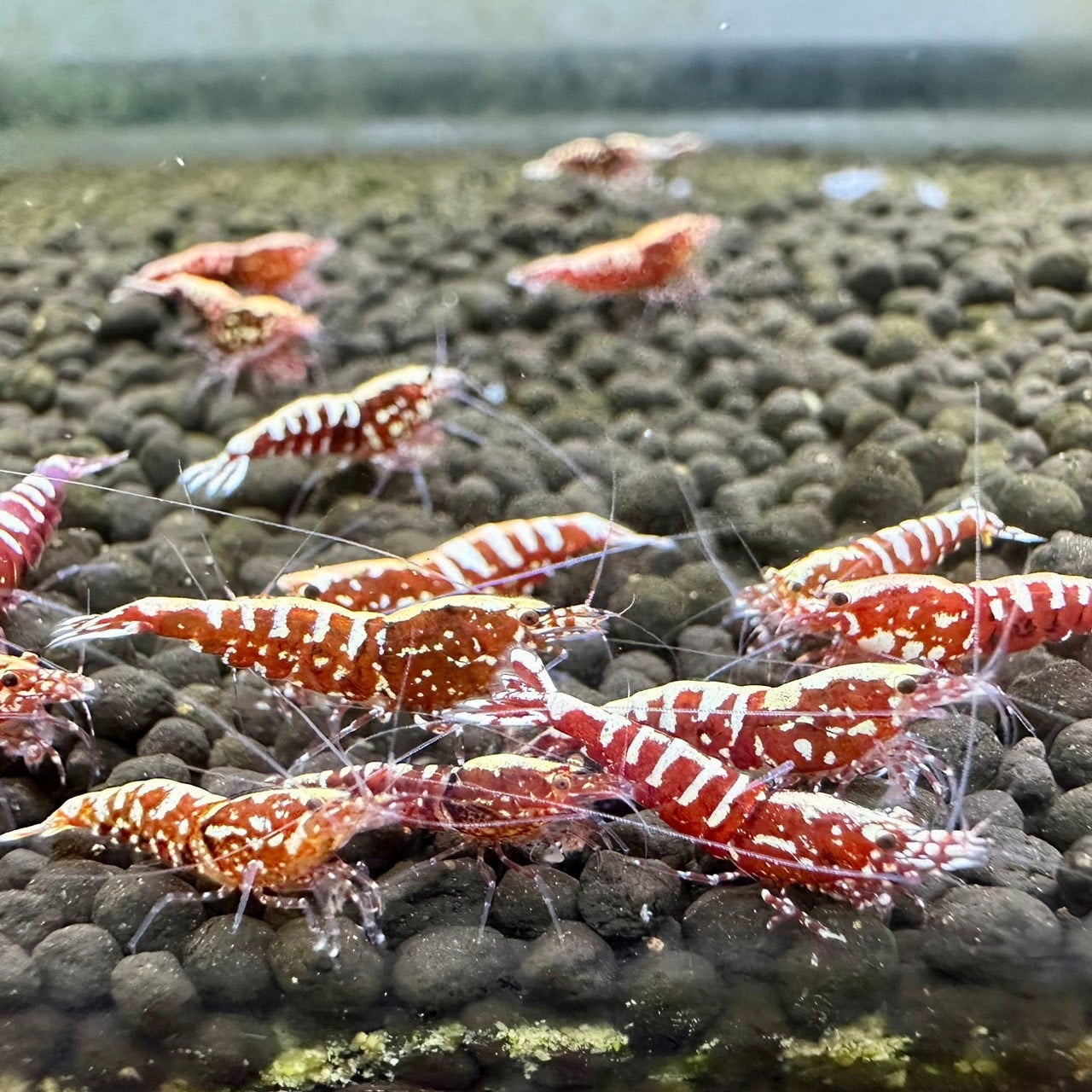 Red Fishbone Middle 5匹 | Just Geek